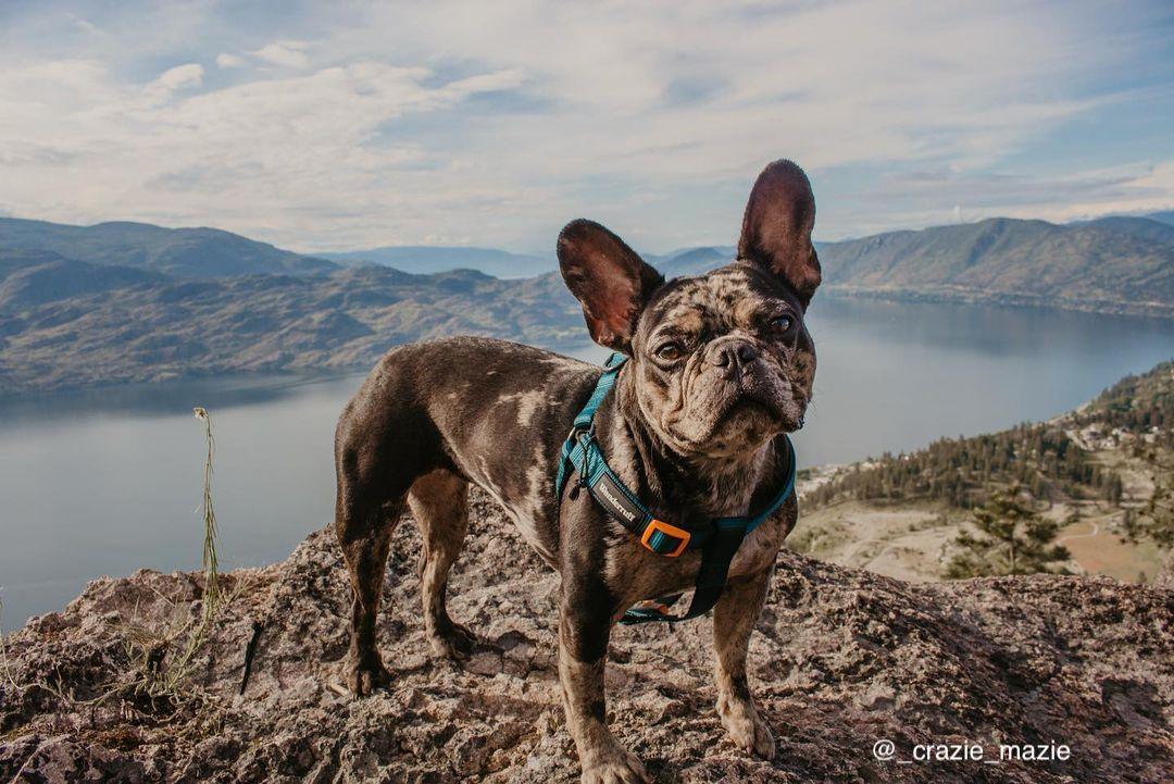 Norm Harness – Wanderruff